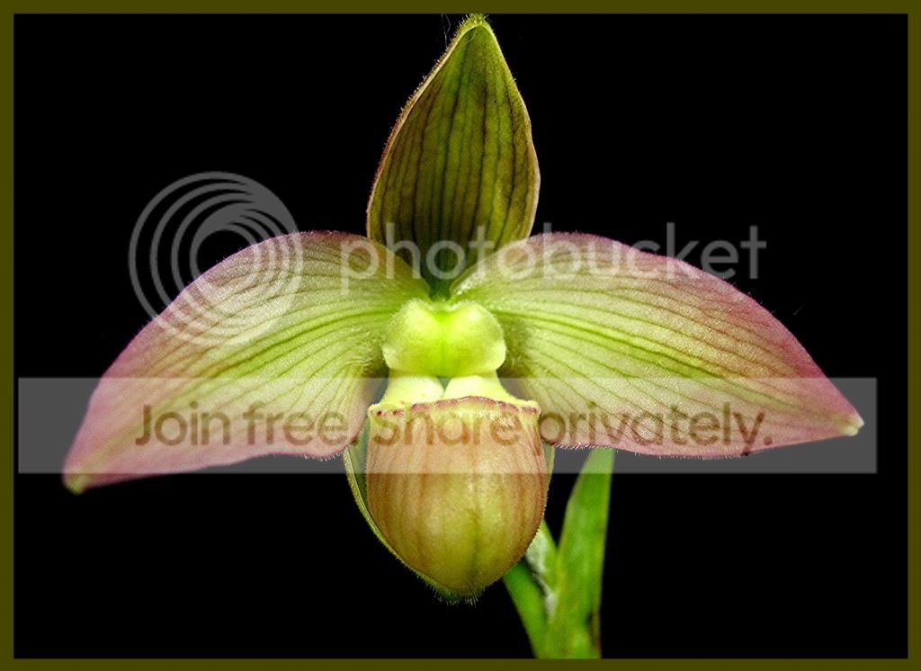 Phrag. Achental | Slippertalk Orchid Forum