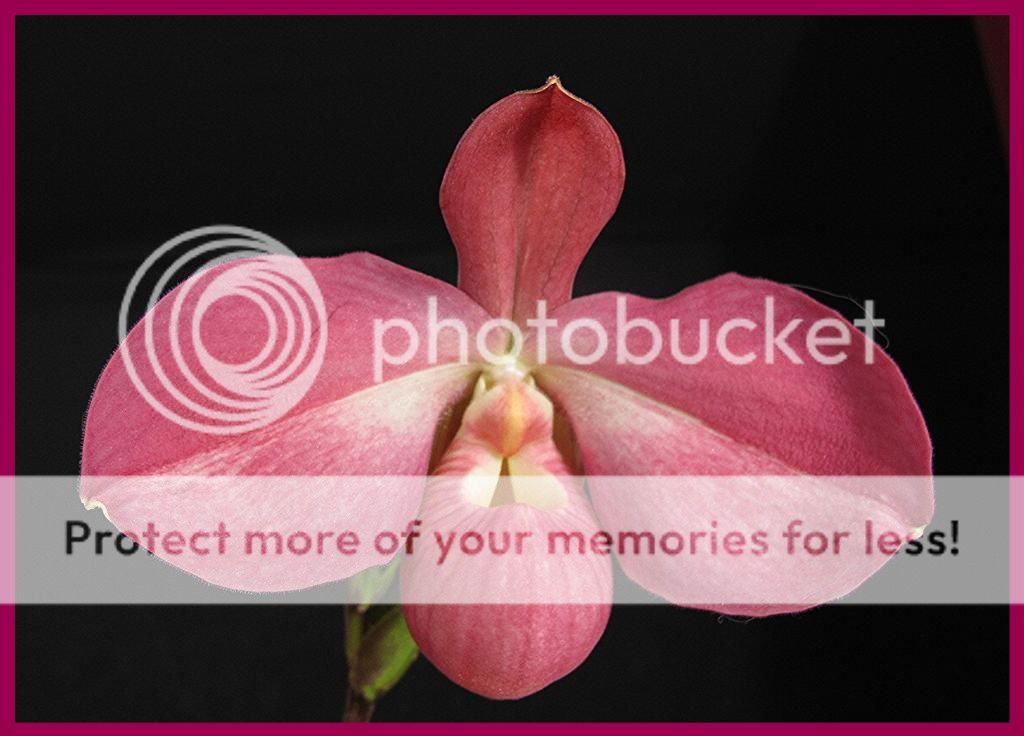 Phrag. Haley Decker | Slippertalk Orchid Forum