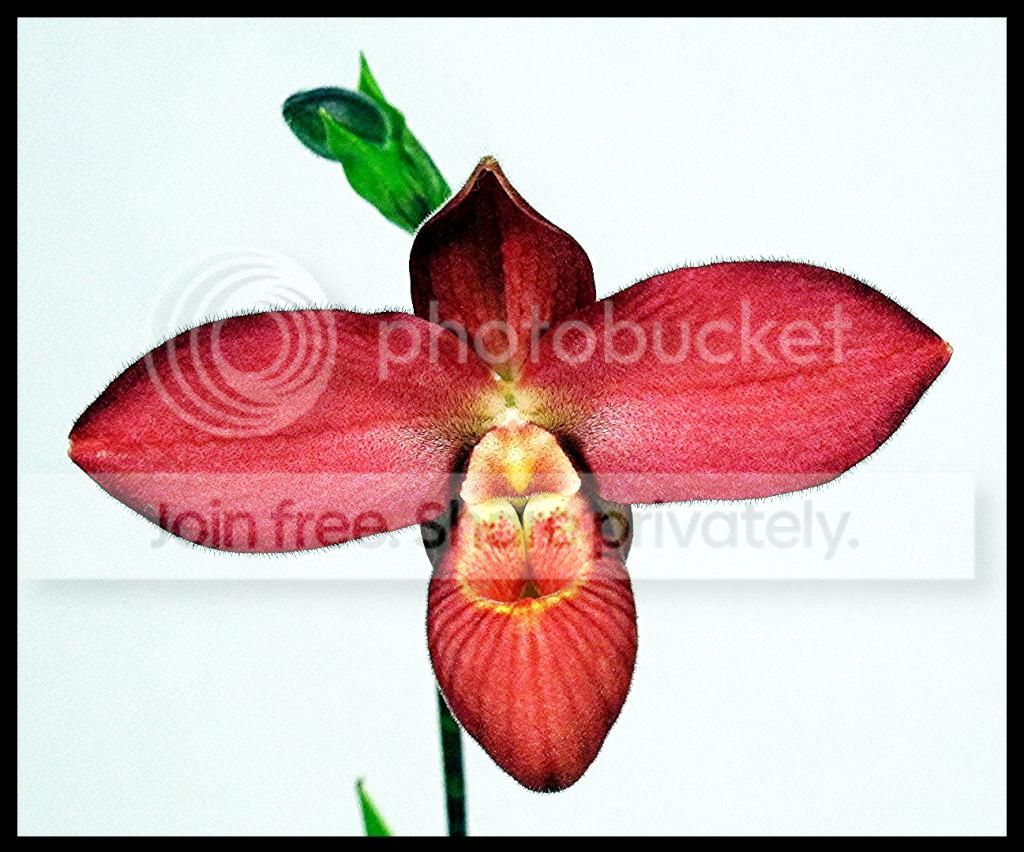 Phrag. Jason Fischer | Slippertalk Orchid Forum