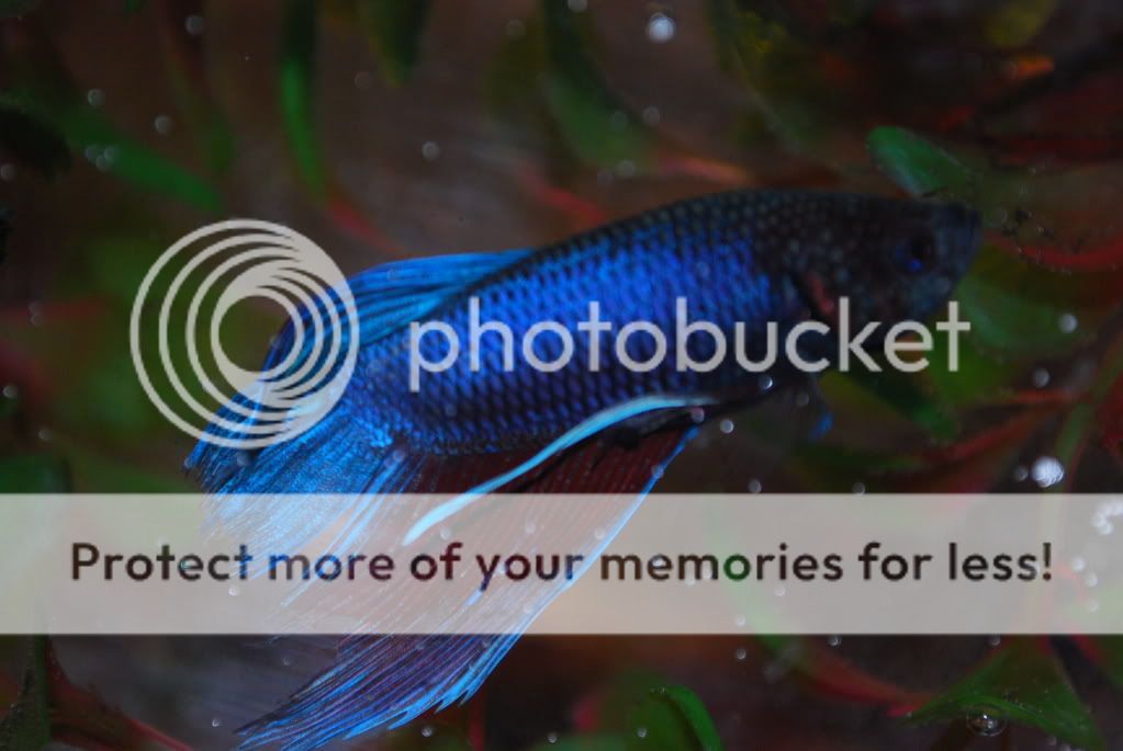 The Betta Adoption Thread | Betta Fish Forum