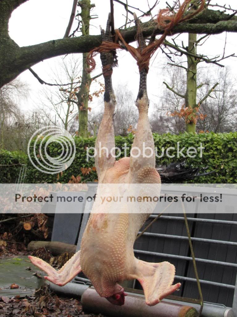 Instructie kippen slachten - Kippenforum.nl