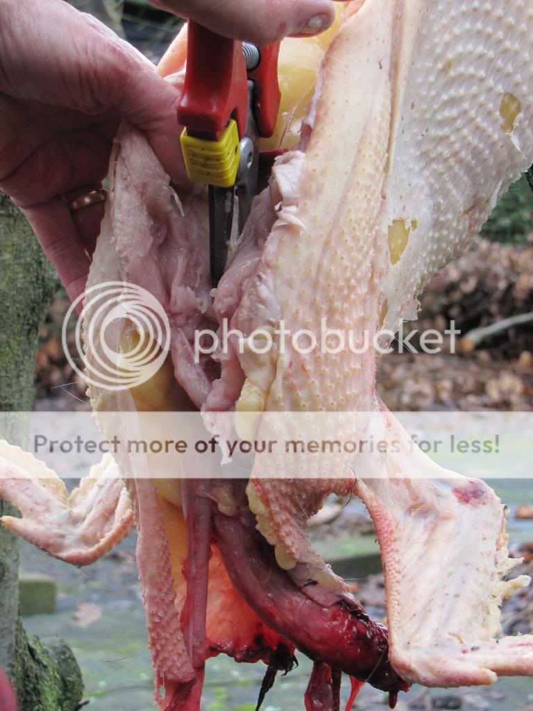 Instructie kippen slachten - Kippenforum.nl