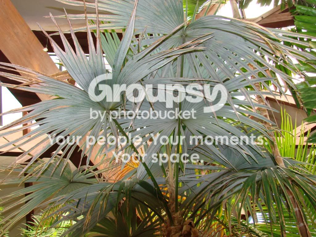 Catamaran Resort Hotel - Garden Pictorial - DISCUSSING PALM TREES ...