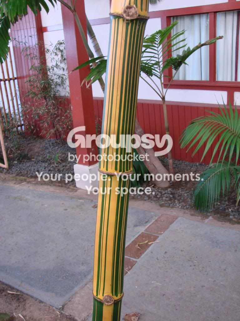 Catamaran Resort Hotel - Garden Pictorial - DISCUSSING PALM TREES ...
